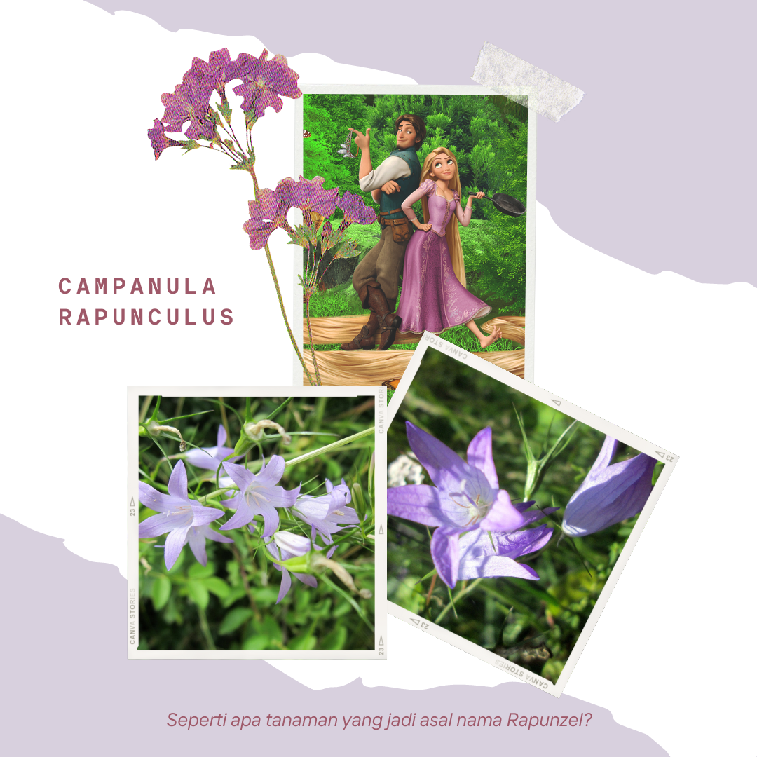 [Non-Review] Jadi Seperti Apa Tanaman yang Jadi Asal-Usul Nama Rapunzel ...